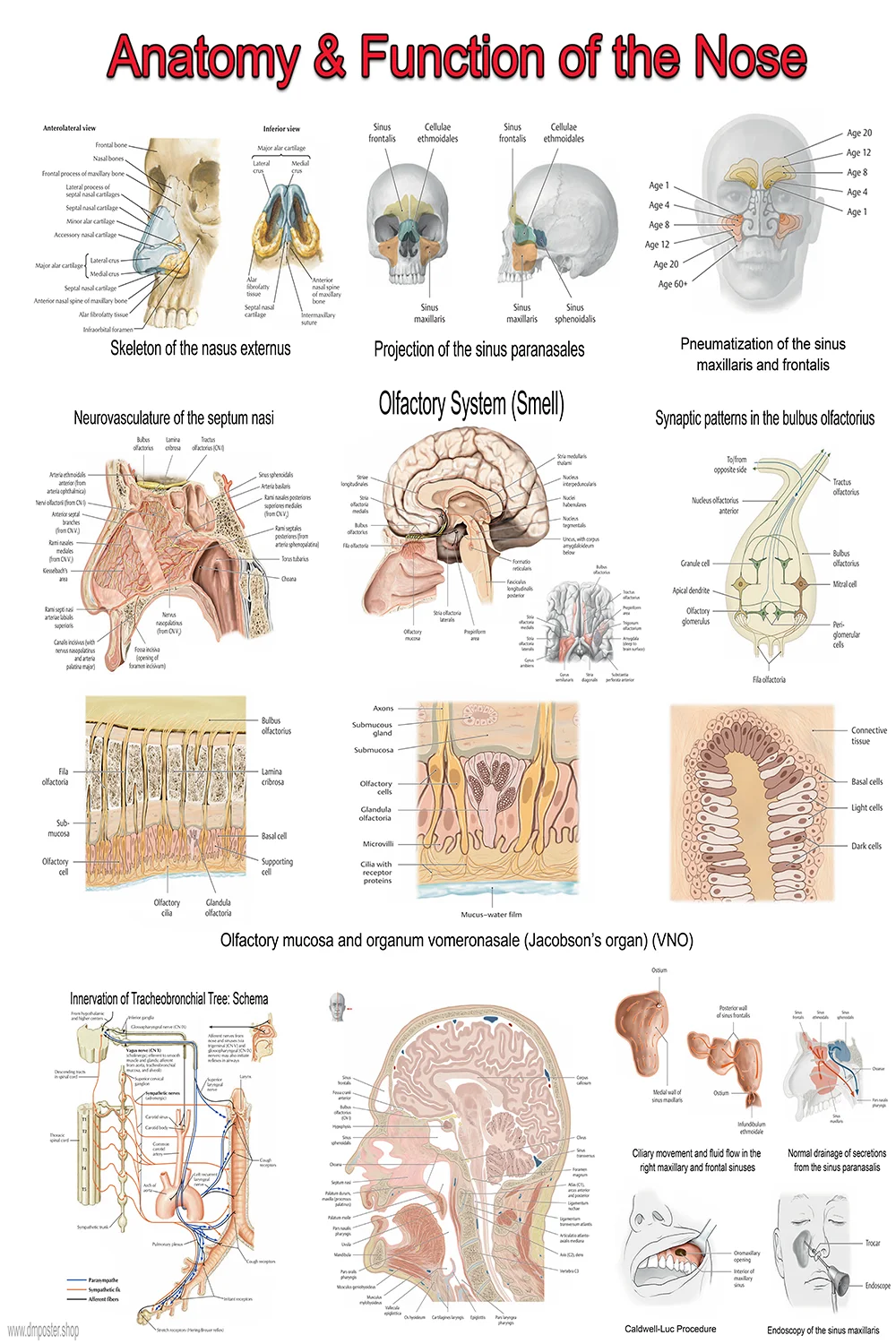 Affiche d'anatomie du nez | DM Anatomy