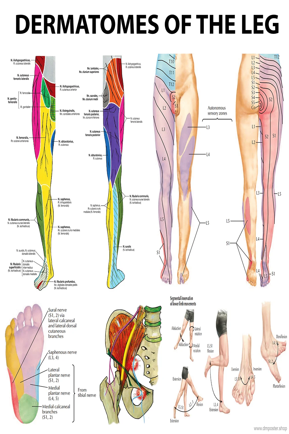 Poster dei dermatomi della gamba | DM Anatomy