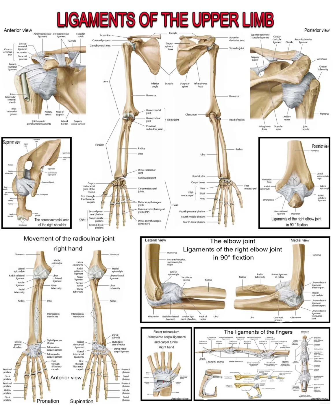 Upper Limb Ligaments Anatomy Poster | DM Anatomy
